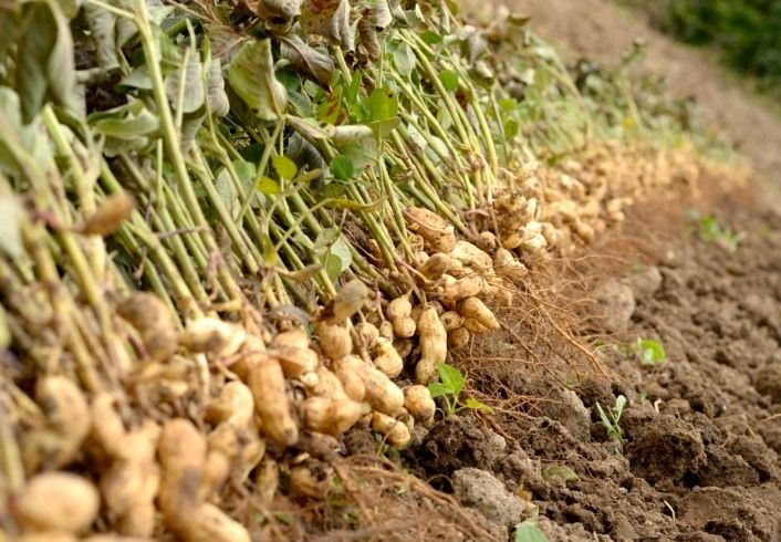 Kikiriki i sve što morate znati o njemu - GymBeam Blog